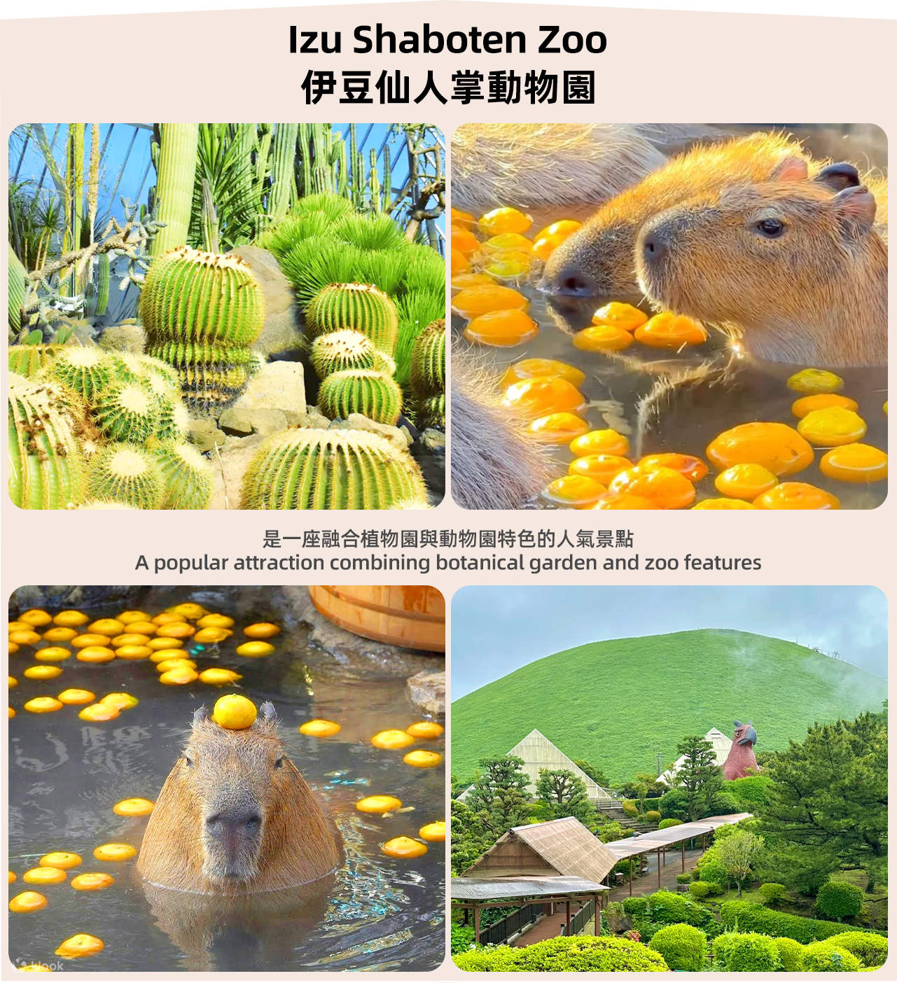 Izu Omuroyama & Cactus Zoo & Sea View Train Resort 21 & Jogasaki Coast ...